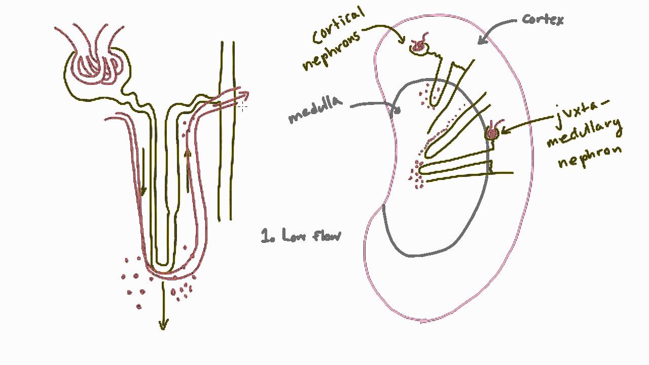 Vasa Recta - Specialized Capillaries in the Kidney