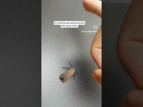 The best way to kill a single lantern fly! #invasivespecies #tips