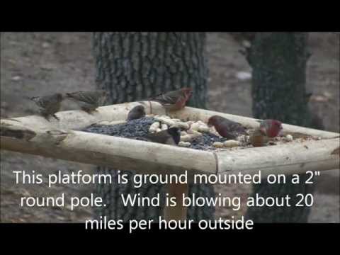 Large Pole Mounted Bird Feeding Platform 2 14 2012.wmv