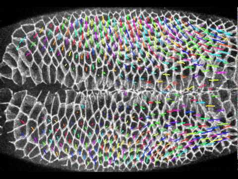 Quantitative gastrulation