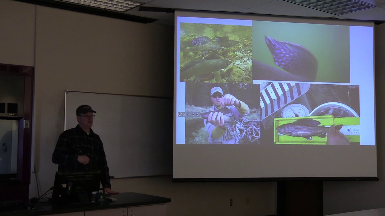 Native Arctic grayling and cutthroat trout management in South-west Montana