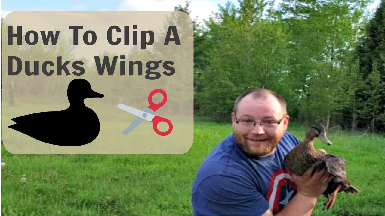 How To Clip A Ducks Wings