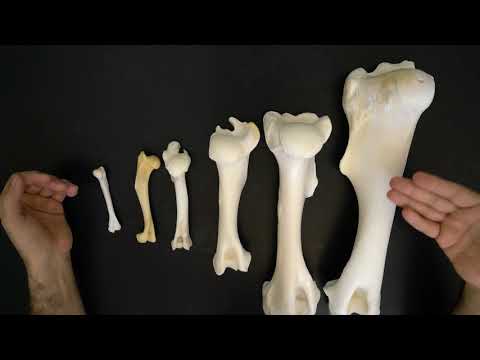 Comparative anatomy of the humerus