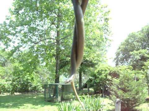 smooth earth snake