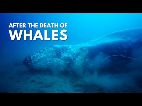 What Happens To Whales When They Die?