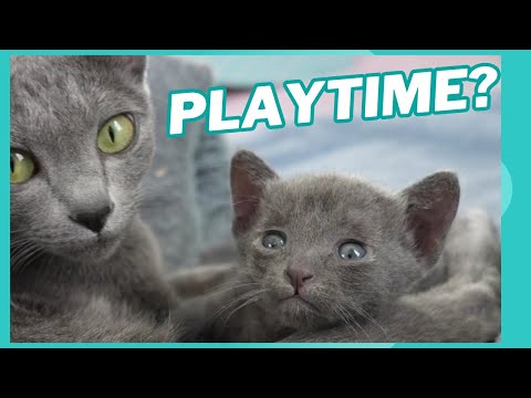 Stormy the Korat Kitten plays with his Bunny Friends
