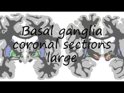 How to pronounce Basal ganglia coronal sections large in English?