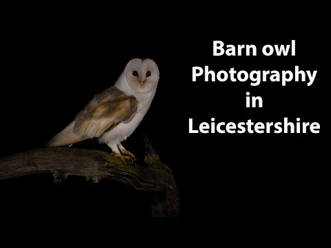 Barn owl Photography in Leicestershire – Mike Lane's Ramblings