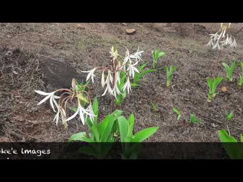 Endemic plants of the Western Ghats | Crinum woodrowii | 125 years of its naming