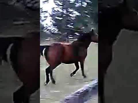 Walk to Trot