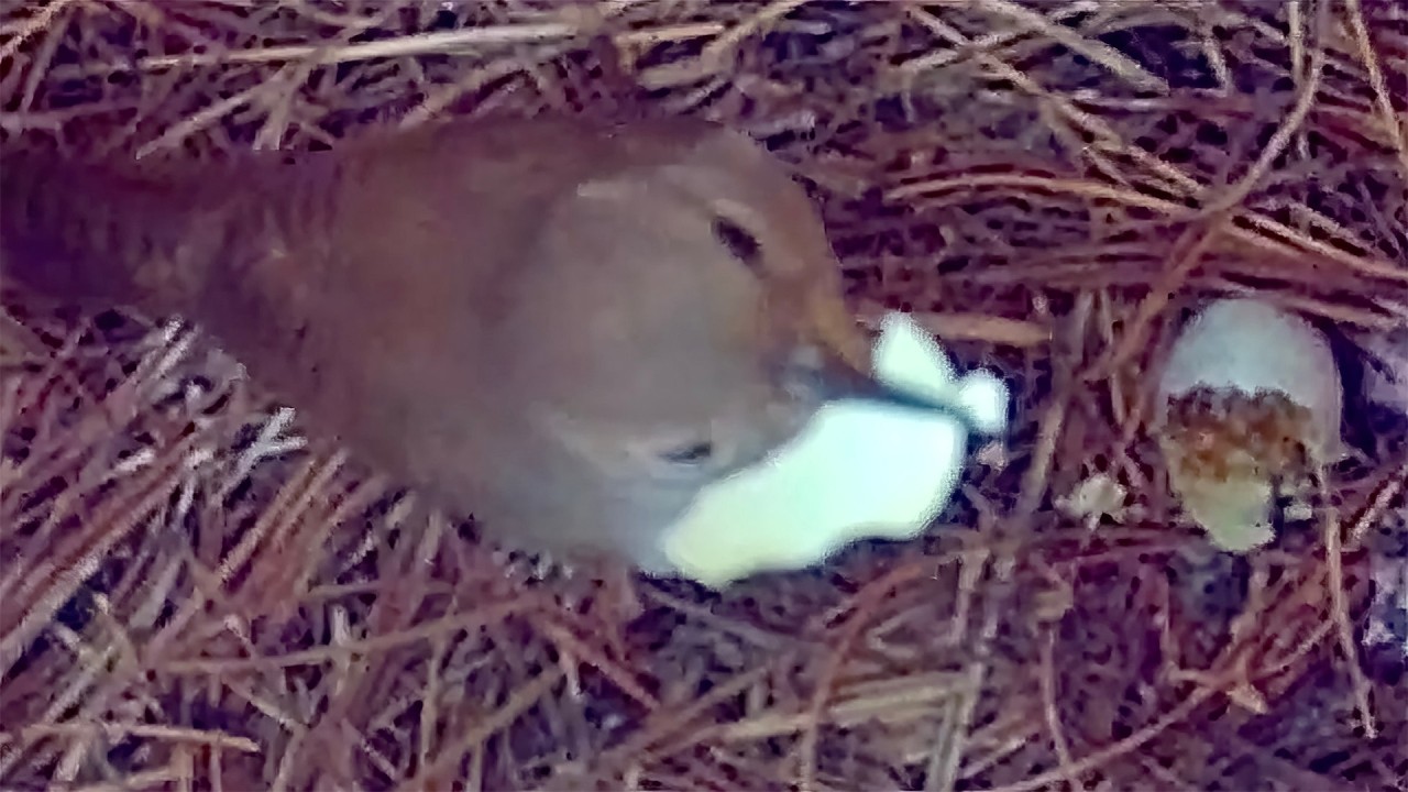 House Wren Eats Unhatched Bluebird Egg!