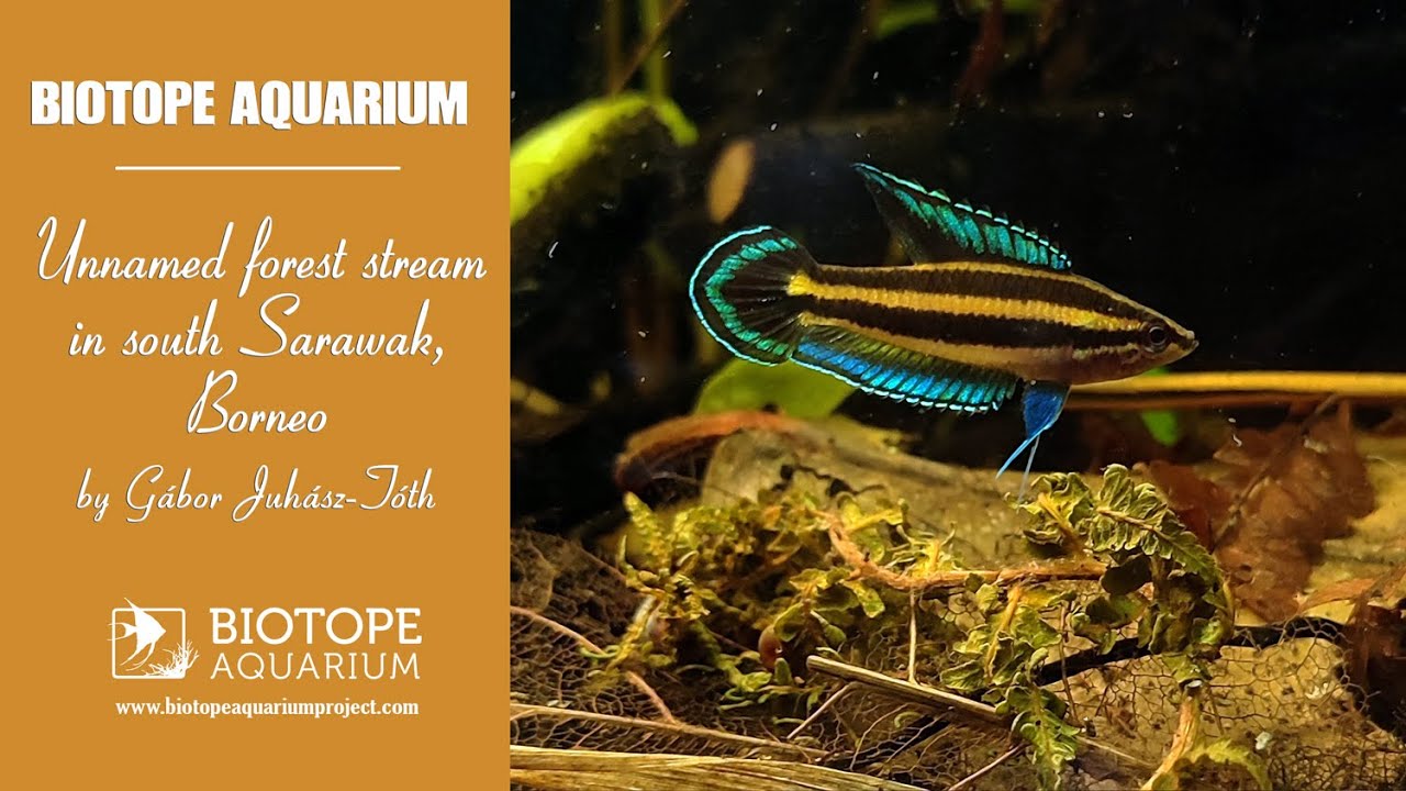Unnamed forest stream in south Sarawak, Borneo - BAP