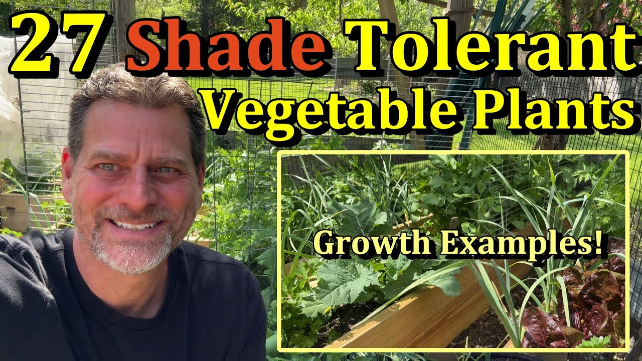 27 Shade Tolerant Vegetable Crops to Grow in Partial Shade Gardens (Tomato & Pepper Growing Tips)