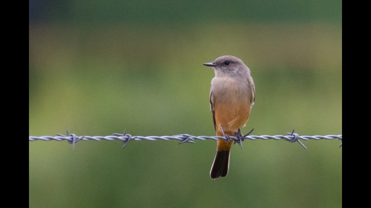 05 flowcytoscript video tutorial