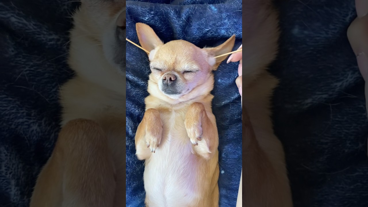 ears cleaning 🐶 #shorts #dog #youtube