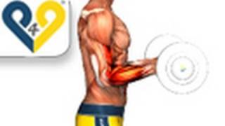 Rosca invertida direta com barra | Catálogo de Exercícios | Movimente.me