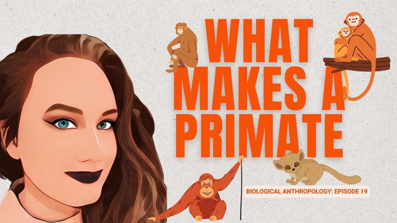 DR H EXPLAINS: What Makes a Primate