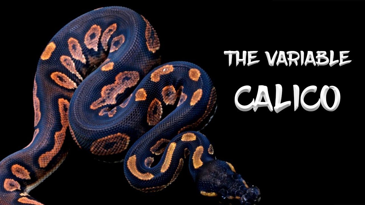 The Variability of the 'Calico' Ball Python