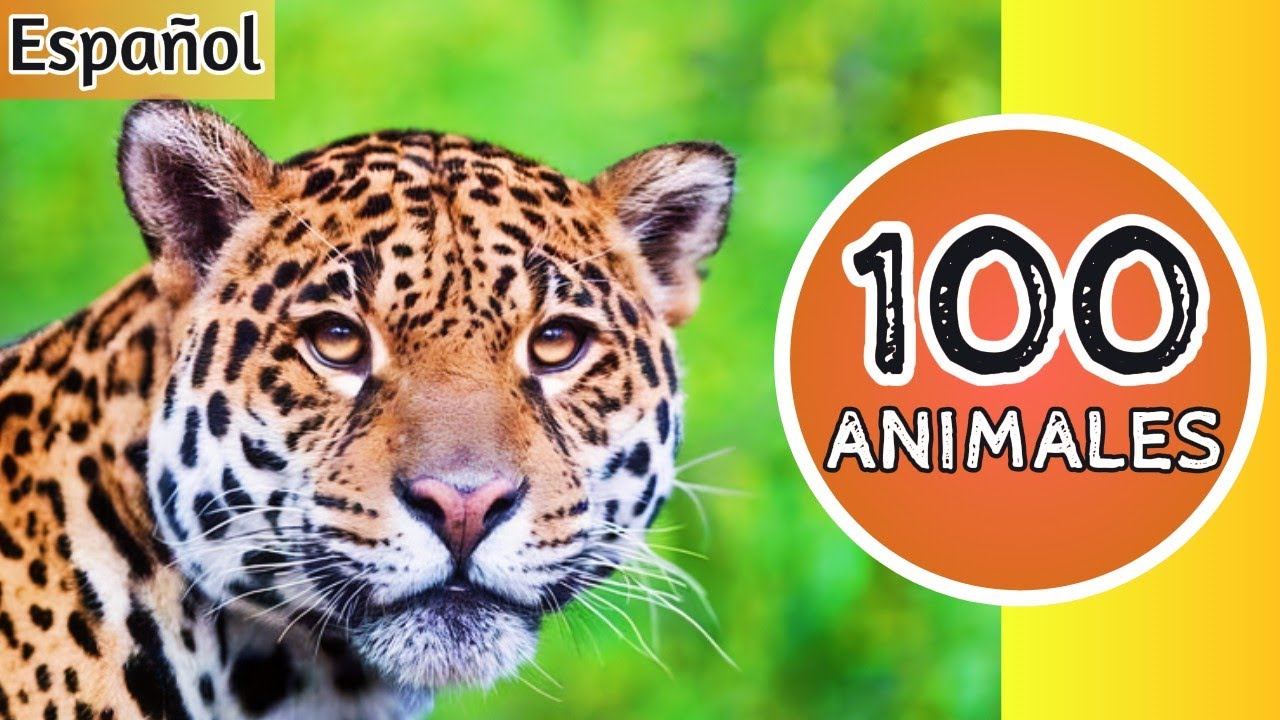 ¡Animales del bosque para niños! Nombres y sonidos de todos los animales! 🦌