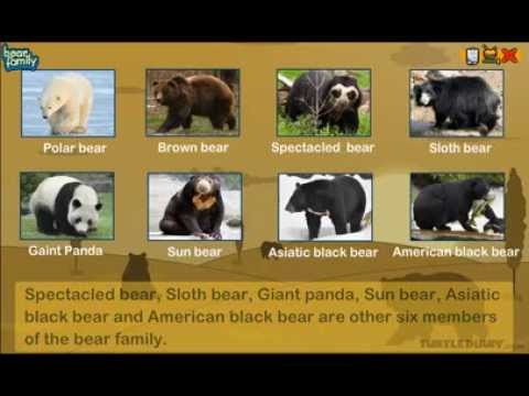 8 Types of Bears Around The World! *Animal Science for Kids!*