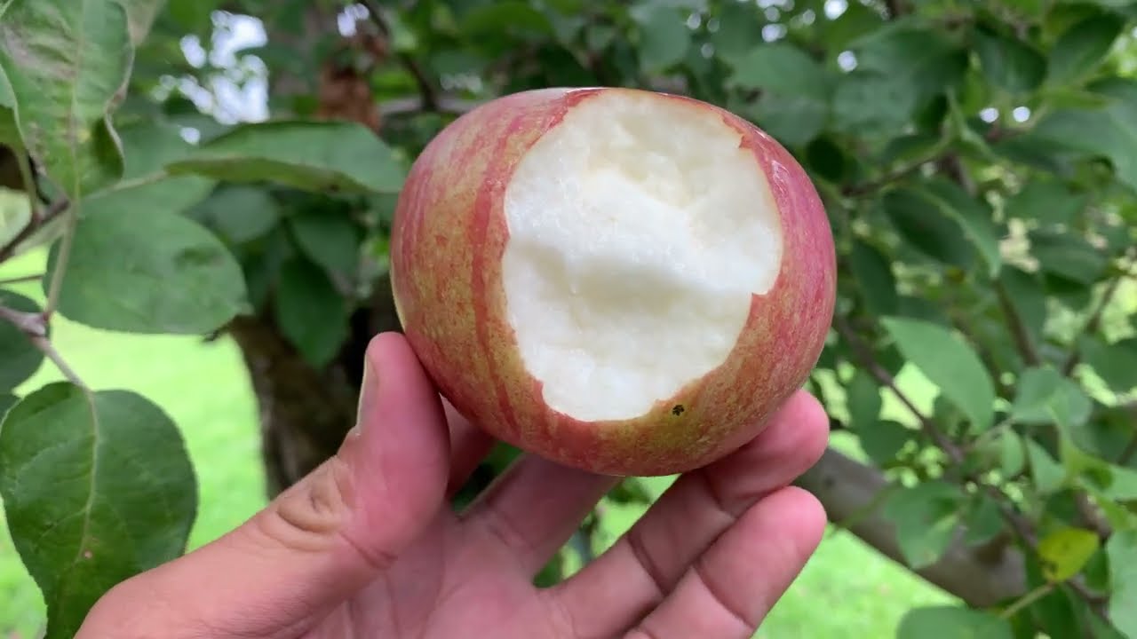McIntosh Apple Tasting