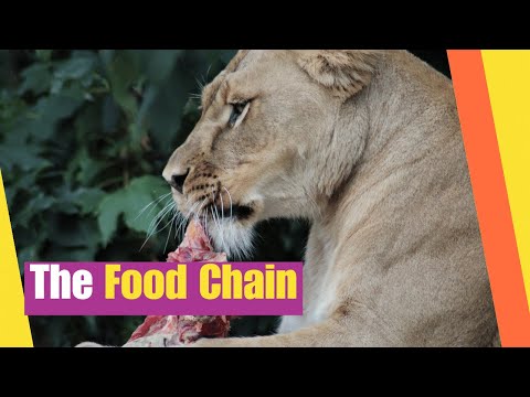 The Food Chain for Kids | What are producers, consumers, and decomposers in the food chain?