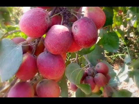 Apple Ber Plants in Kolkata - Latest Price & Mandi Rates from Dealers ...
