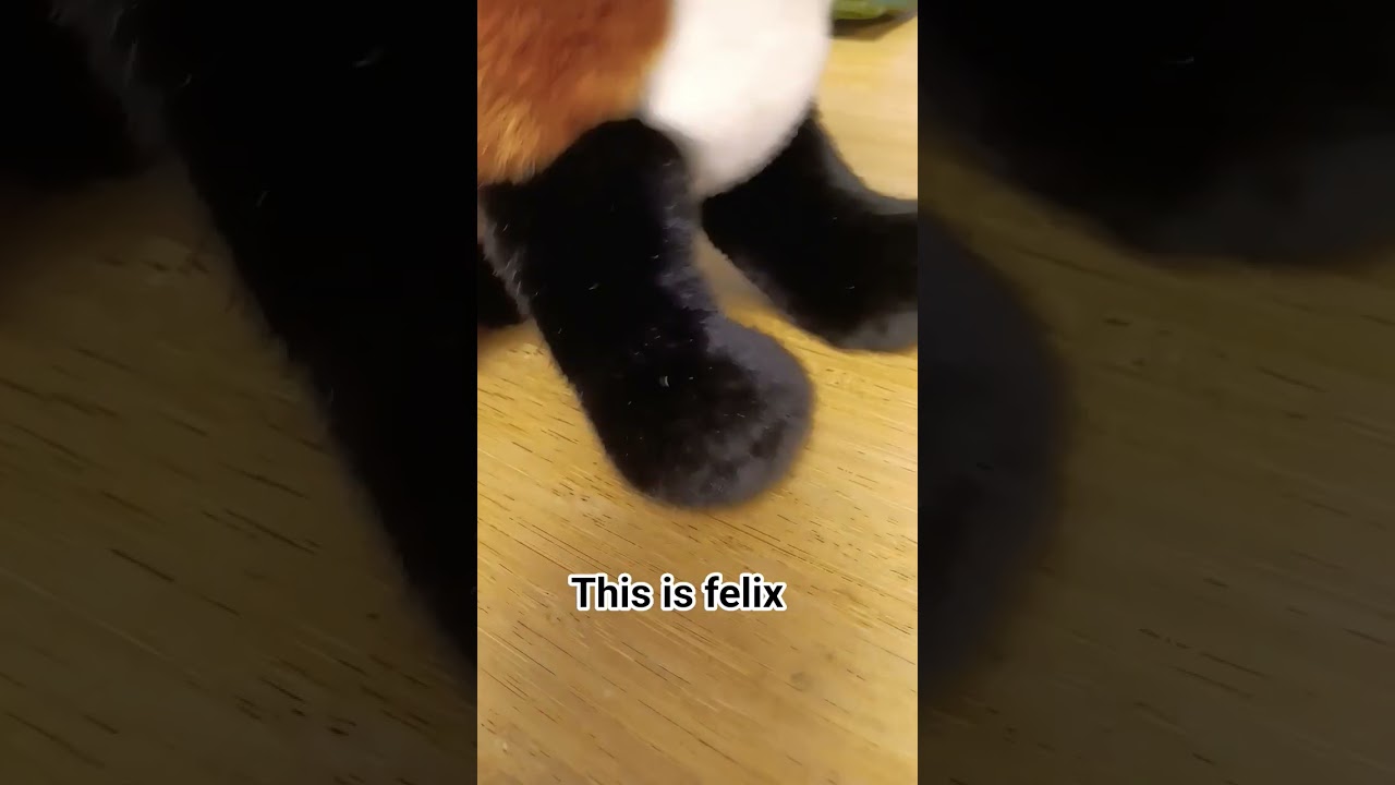 Felix fox