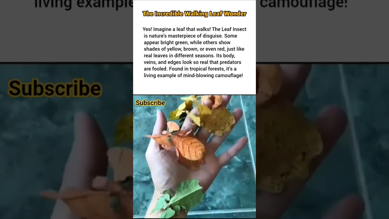 😲Wao - The Leaf Insect 🍁 #shorts