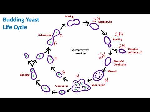 Budding Yeast Life Cycle: Saccharomyces cerevisiae | Mycology | Biology