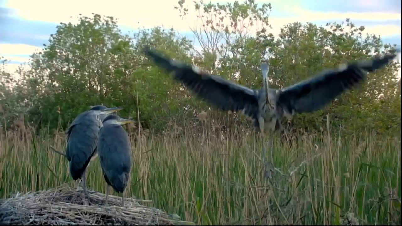 SpringWatch 2022 Episode 2 -  BBC Nature