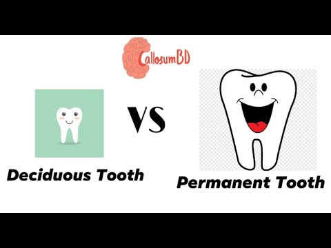 Difference between deciduous tooth (Milk Tooth) & permanent tooth.