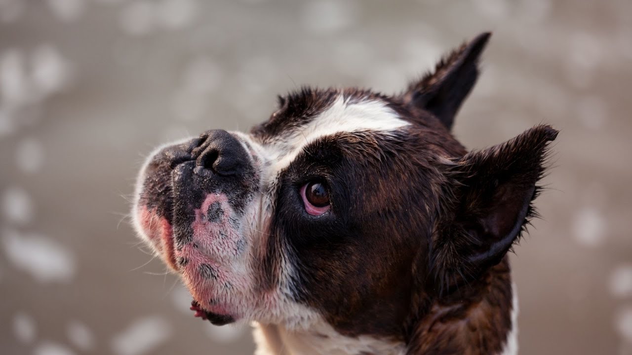 Boxer Dental Care: Common Issues and How to Protect Your Pup