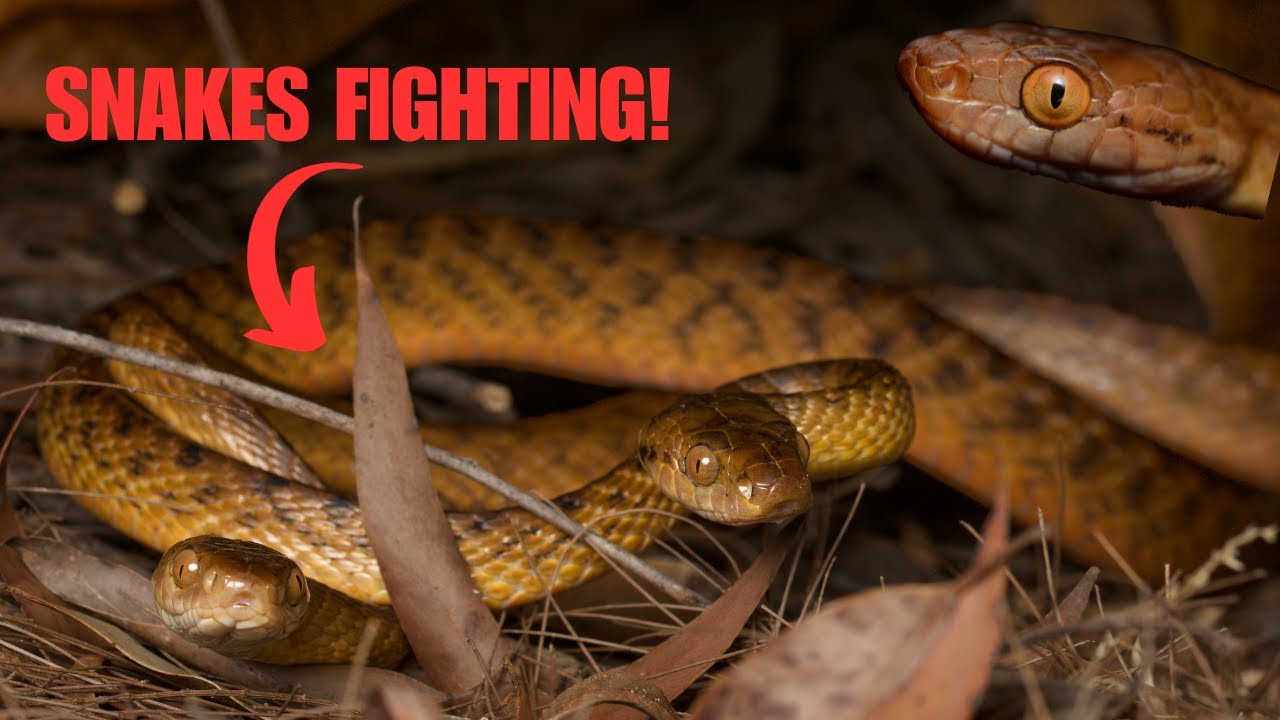 RARE Encounter with Brown Tree Snakes!