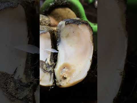 milk from THE WRONG END of a COW!!!! 🥴 #interesting #healing #vet #farming #satisfyingvideo