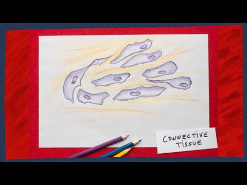 Connective tissue: the basics - Biology tutorial