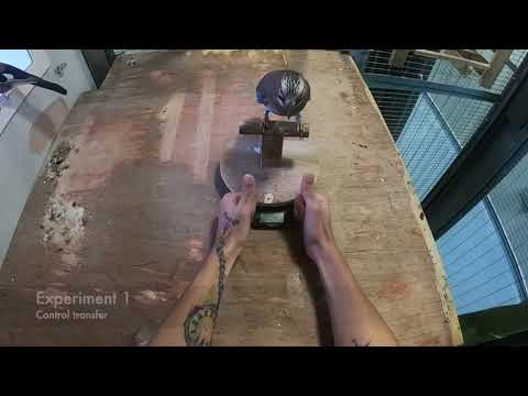 Magic Tricks on animals – Matt's Homepage