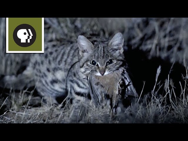 Why are black-footed cats dangerous? Origins of world's most dangerous ...
