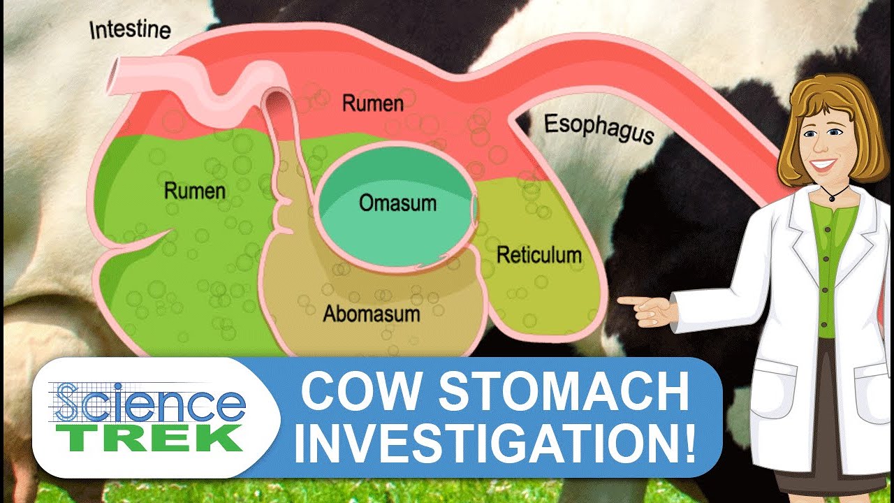 Digestive System: Cow Stomach Investigation | Science Trek