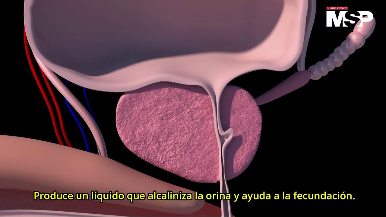 Órganos del cuerpo humano: ¿Cómo funciona todo el organismo? - #ExclusivoMSP