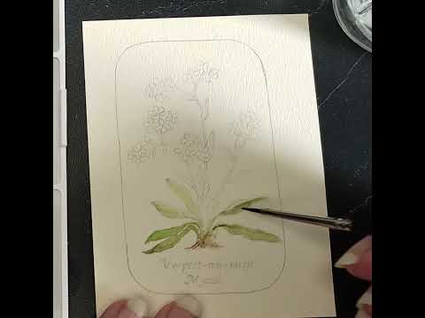 Tiny botanical watercolor illustration of forget-me-nots