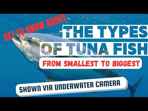Get To Know About The Types of Tuna Fish from Smallest to Biggest