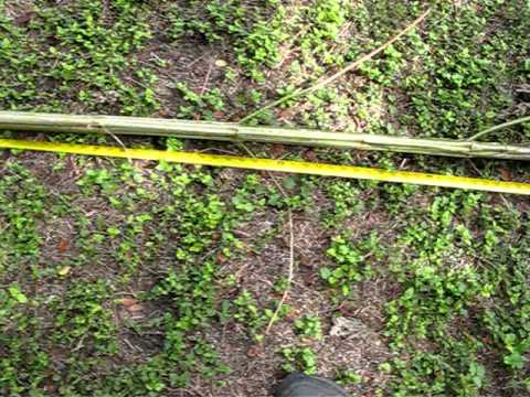 Record (?) Texas Giant Ragweed (cut 05 September 2010)