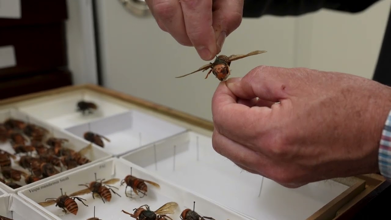 Pollinator Week | National Insect Collection