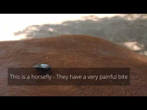What a Horsefly really looks like