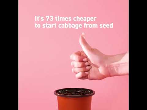 Grow Smarter: Cabbage from Seed #shorts