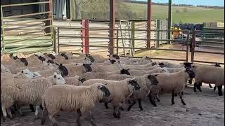 Sheep for Sale & Wanted | Border Livestock Exchange