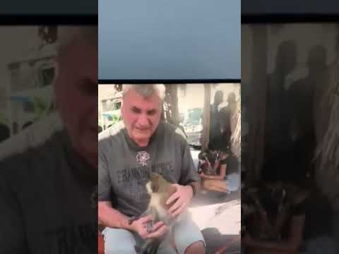 Monkeying Around in St Kitts part 1 #shorts #StKitts #Monkeys #Port #Cruise