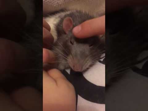 Rat Eye Boggling