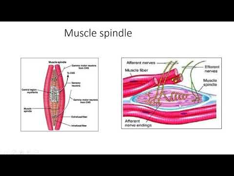 Stretch reflex and muscle spindle